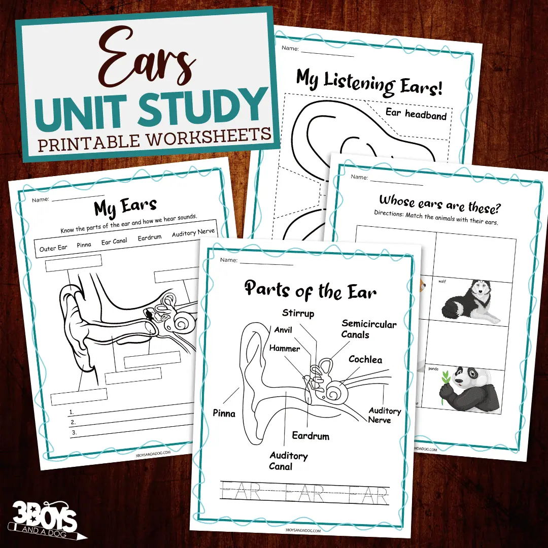 Free Printable Anatomy Worksheets