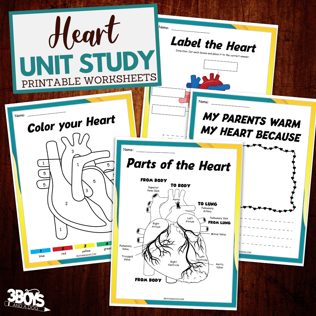 Free Printable Anatomy Worksheets