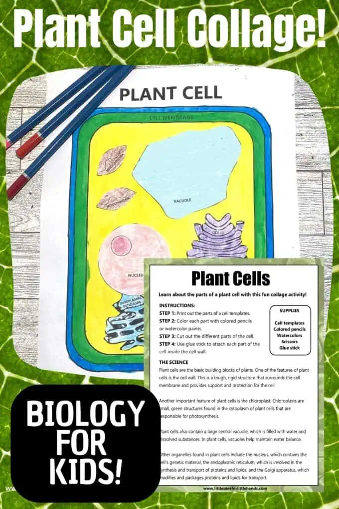 22 Free Plant Worksheets for Kids