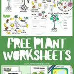 22 Free Plant Worksheets for Kids