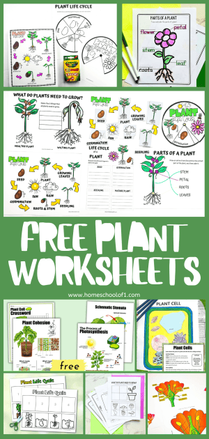 22 Free Plant Worksheets for Kids