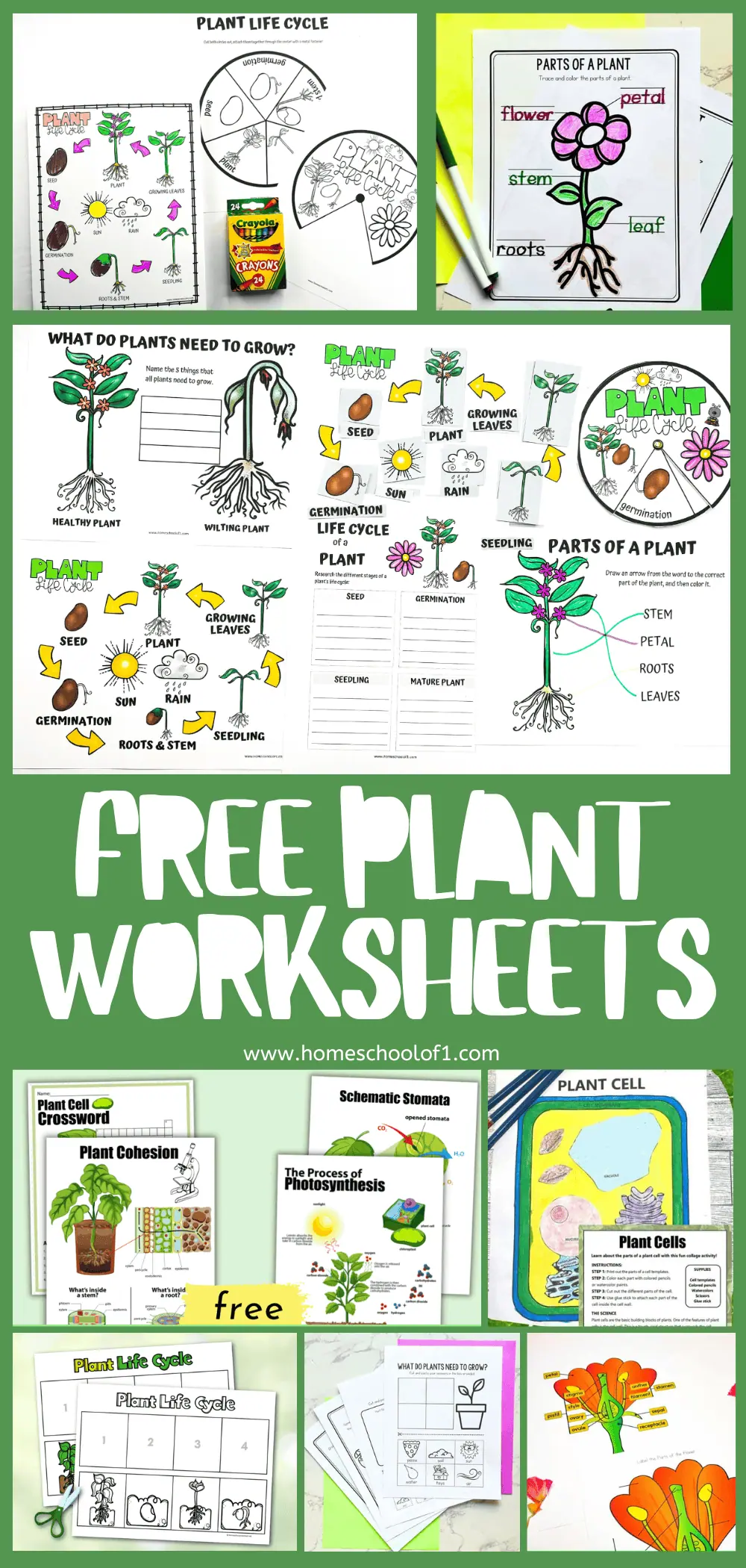 22 Free Plant Worksheets for Kids