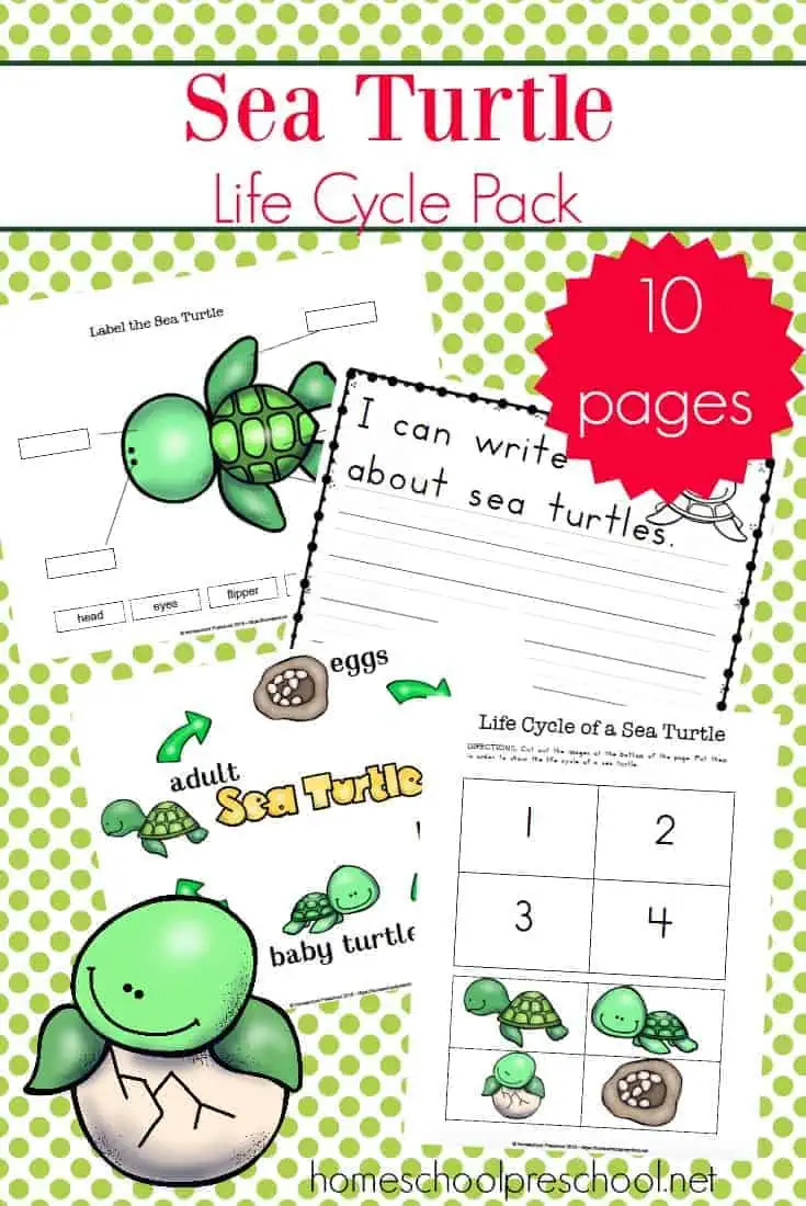Turtle Activities for Preschoolers with Worksheets and Crafts