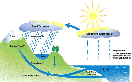 Fun Water Cycle Activities for Kids