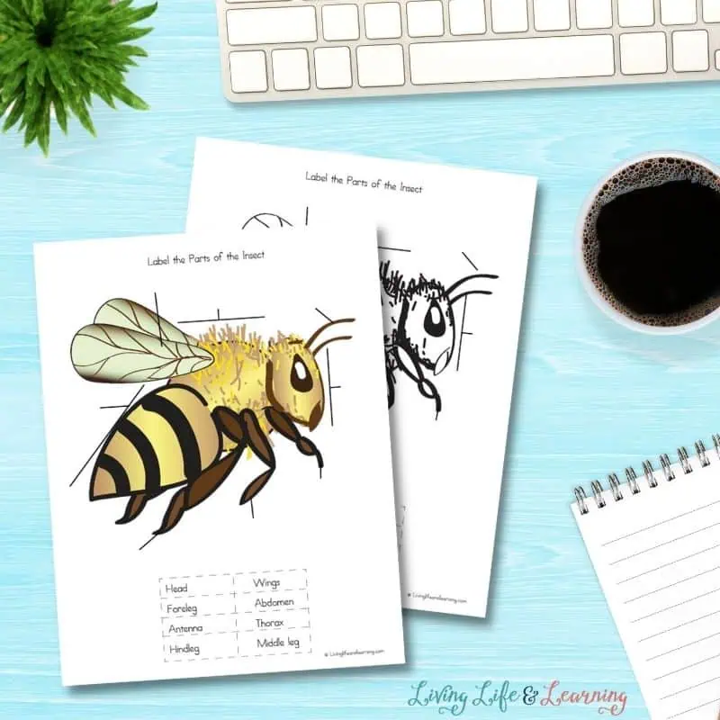 14 Letter I Activities for Preschoolers