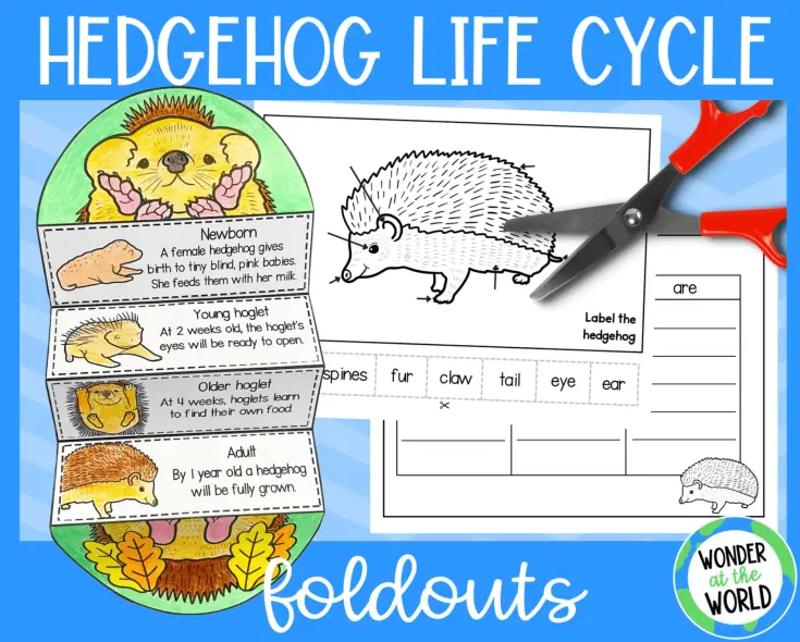 11 Hedgehog Worksheets For Learning Fun!