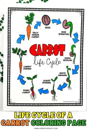 Free Life Cycle of a Carrot Worksheet