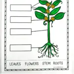Free Parts of a Plant Worksheet