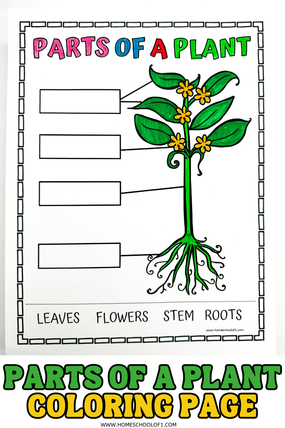 Free Parts of a Plant Worksheet