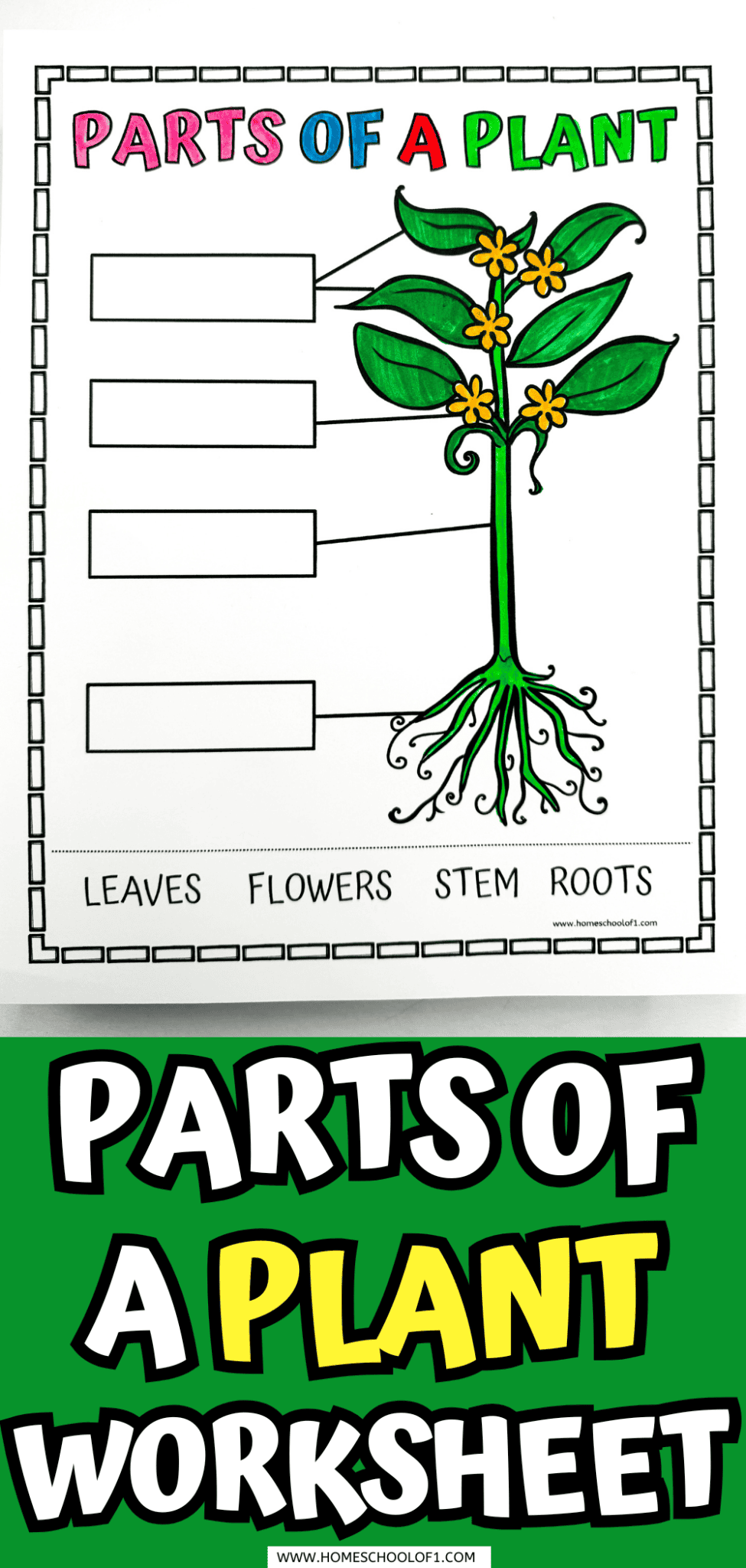 Free Parts of a Plant Worksheet