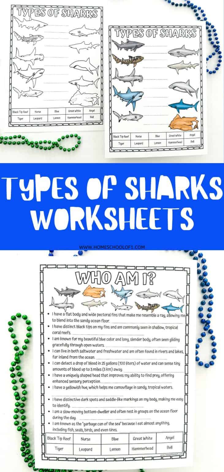 Free Different Types of Sharks Worksheets