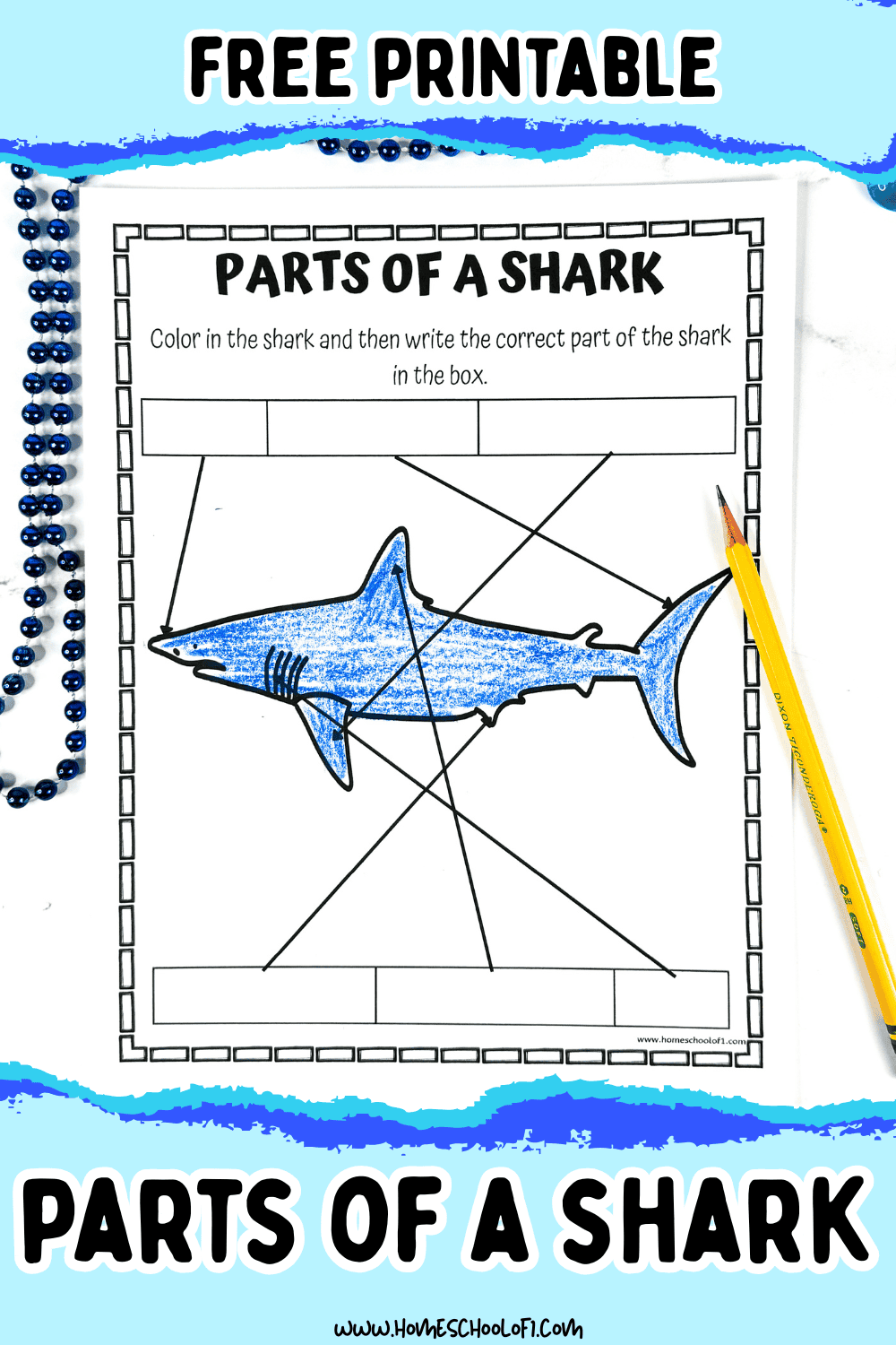 Free Parts of a Shark Worksheet