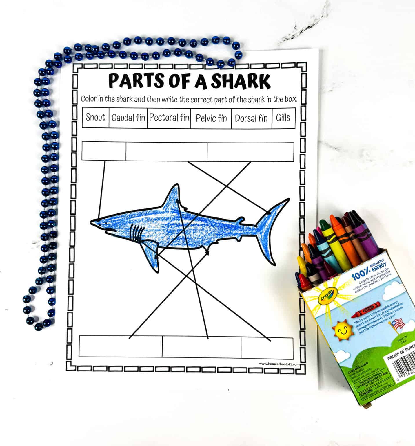 Free Parts of a Shark Worksheet