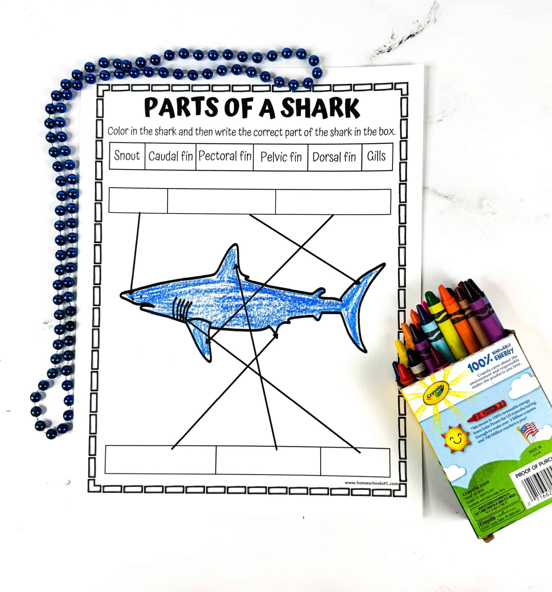 Free Parts of a Shark Worksheet