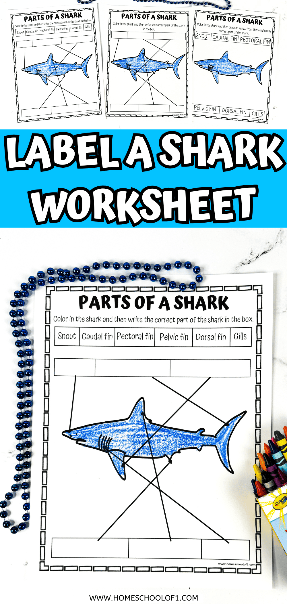 Free Parts of a Shark Worksheet