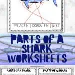 Free Parts of a Shark Worksheet