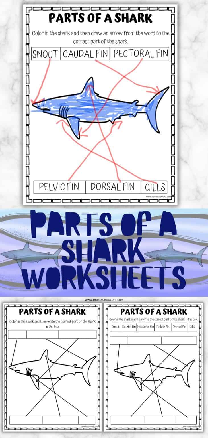 Free Parts of a Shark Worksheet