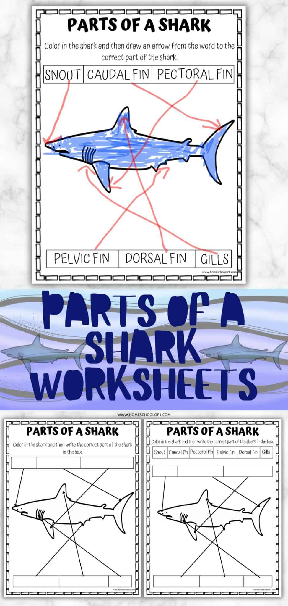 Free Parts of a Shark Worksheet