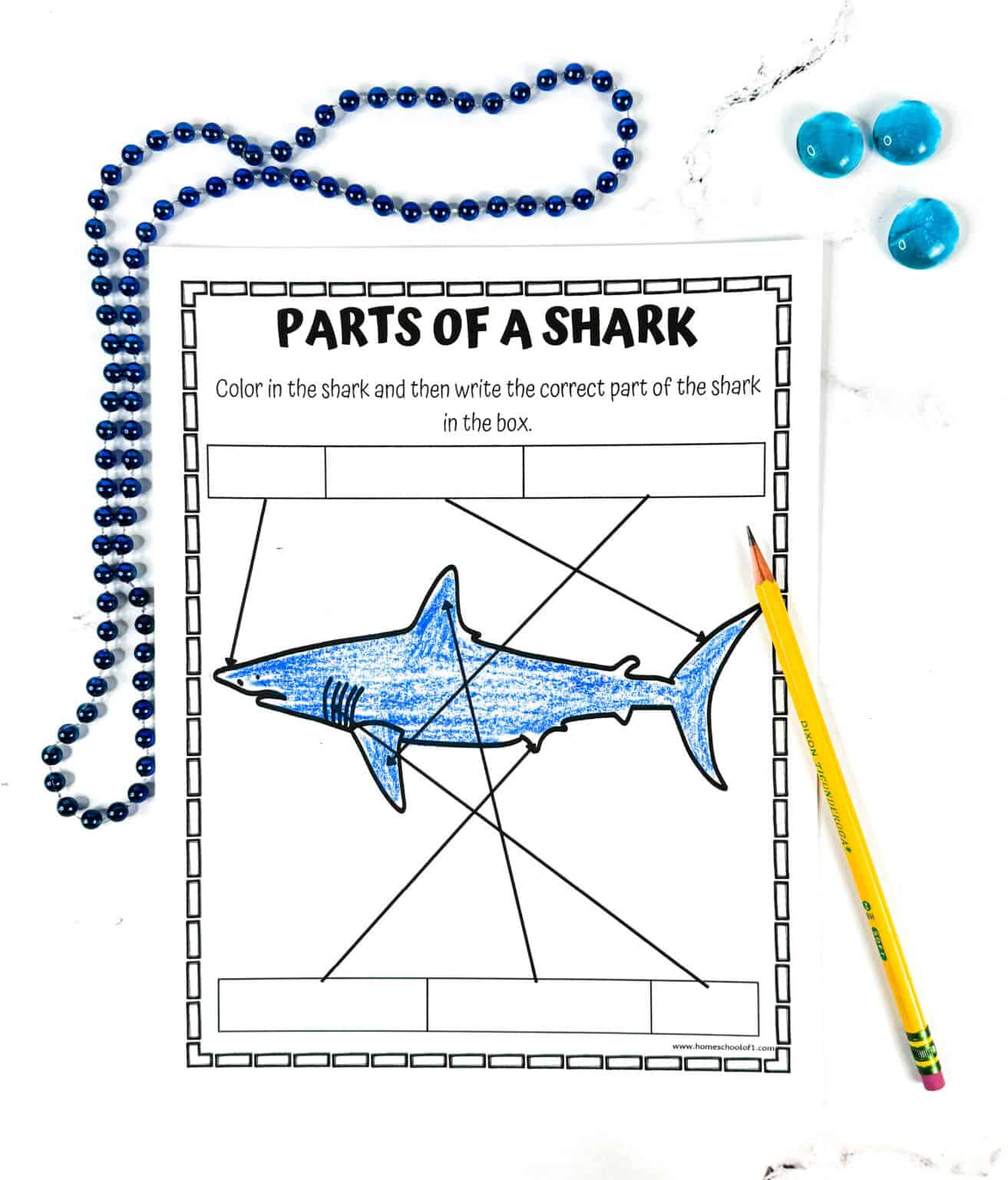 Free Parts of a Shark Worksheet