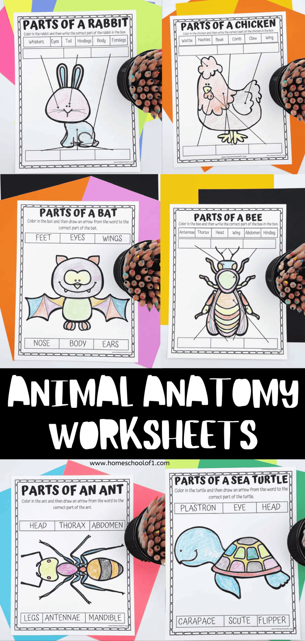 21 Free Body Parts of Animals Worksheets for Kids