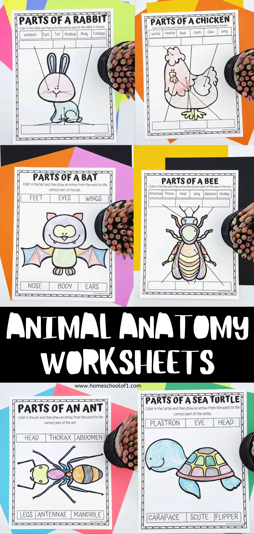 21 Free Body Parts of Animals Worksheets for Kids