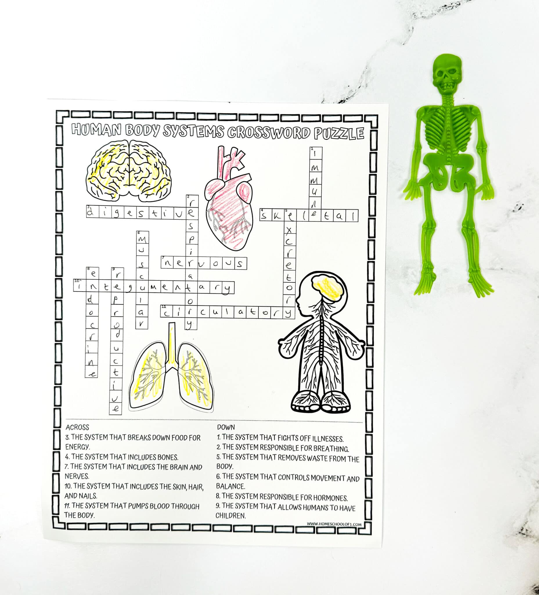 Human Body Systems Crossword Puzzle (Free Printable)