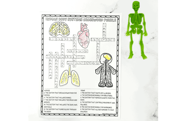 21 Human Anatomy Worksheets for Kids
