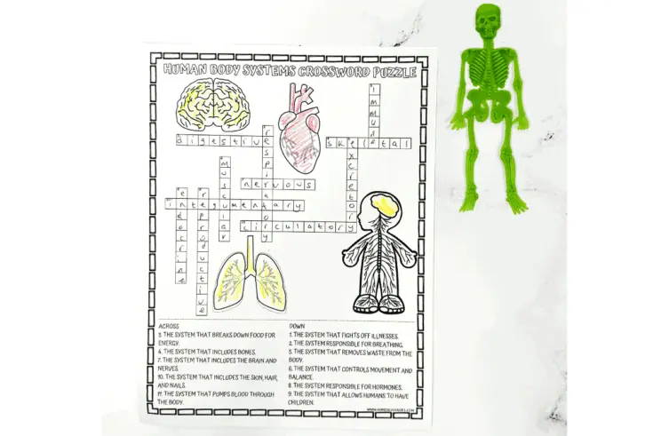 Human Anatomy Worksheets for Kids