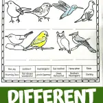 Free Types of Birds Worksheet