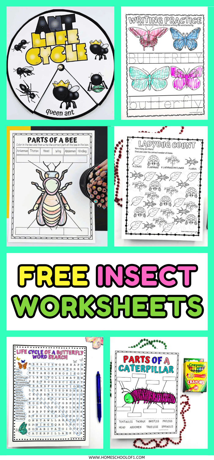 33 Free Insect Worksheets for Kids