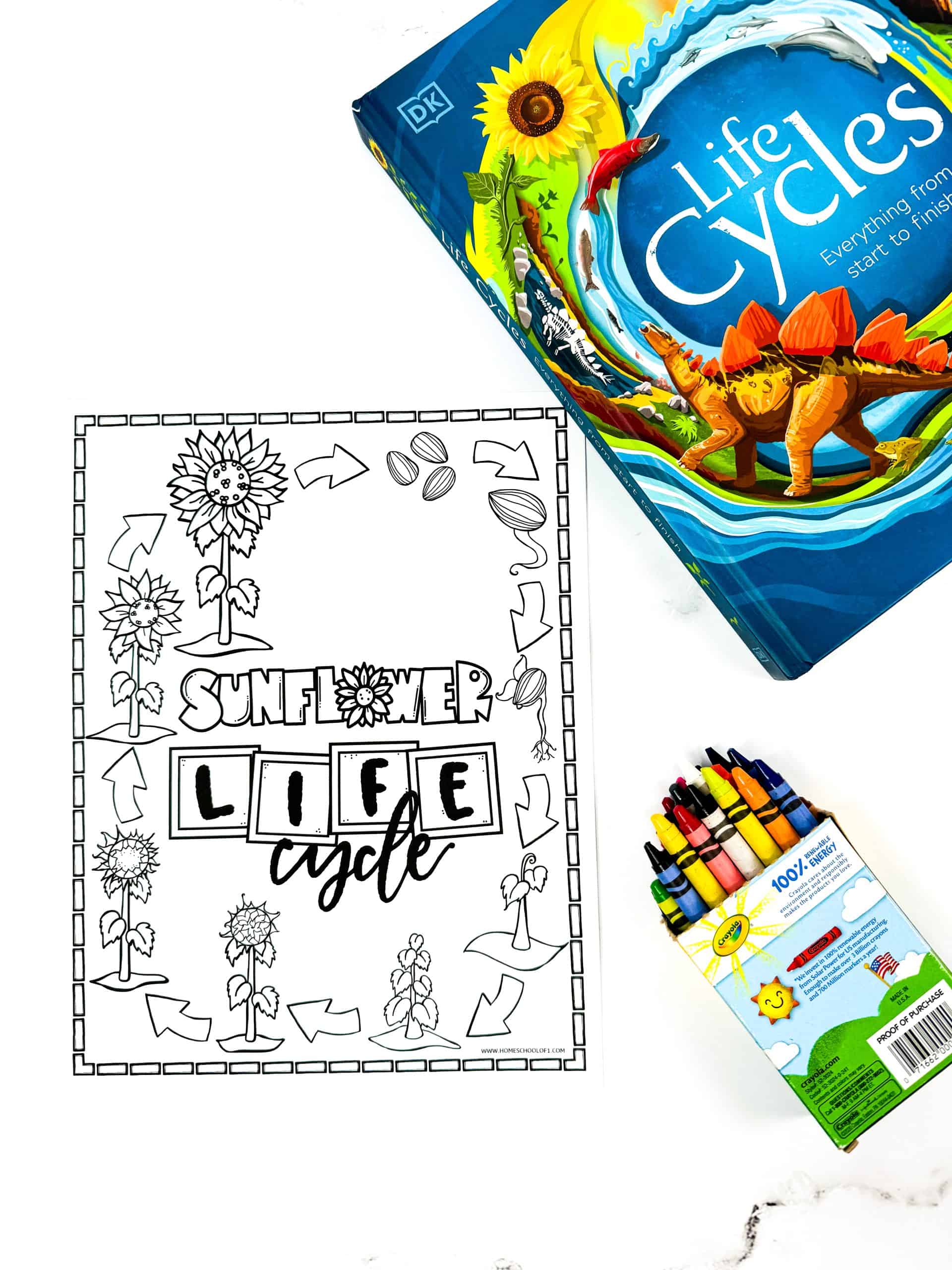 Sunflower Life Cycle Coloring Page