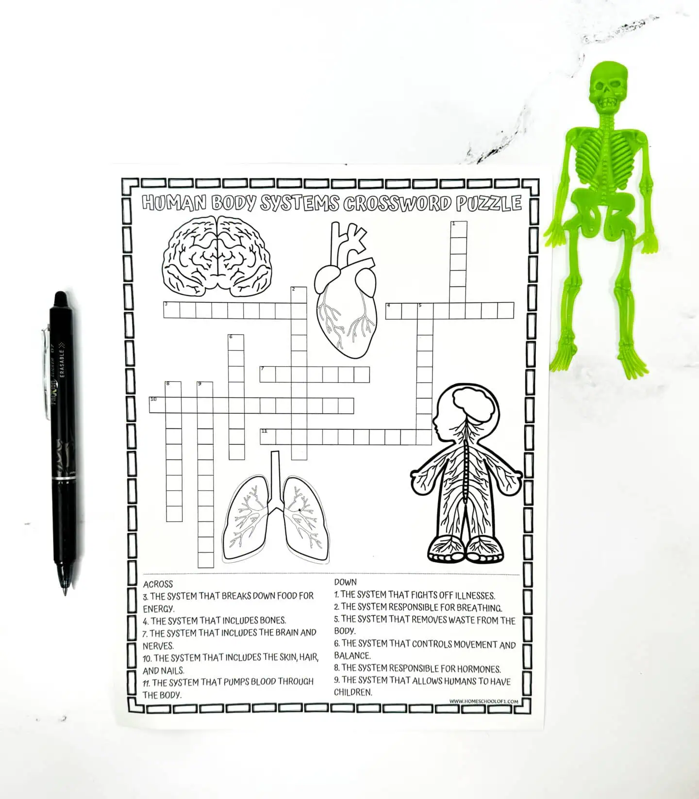 Human Body Systems Crossword Circulatory System Crossword Human Body