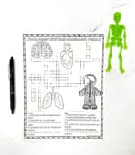Human Body Systems Crossword Puzzle (Free Printable)