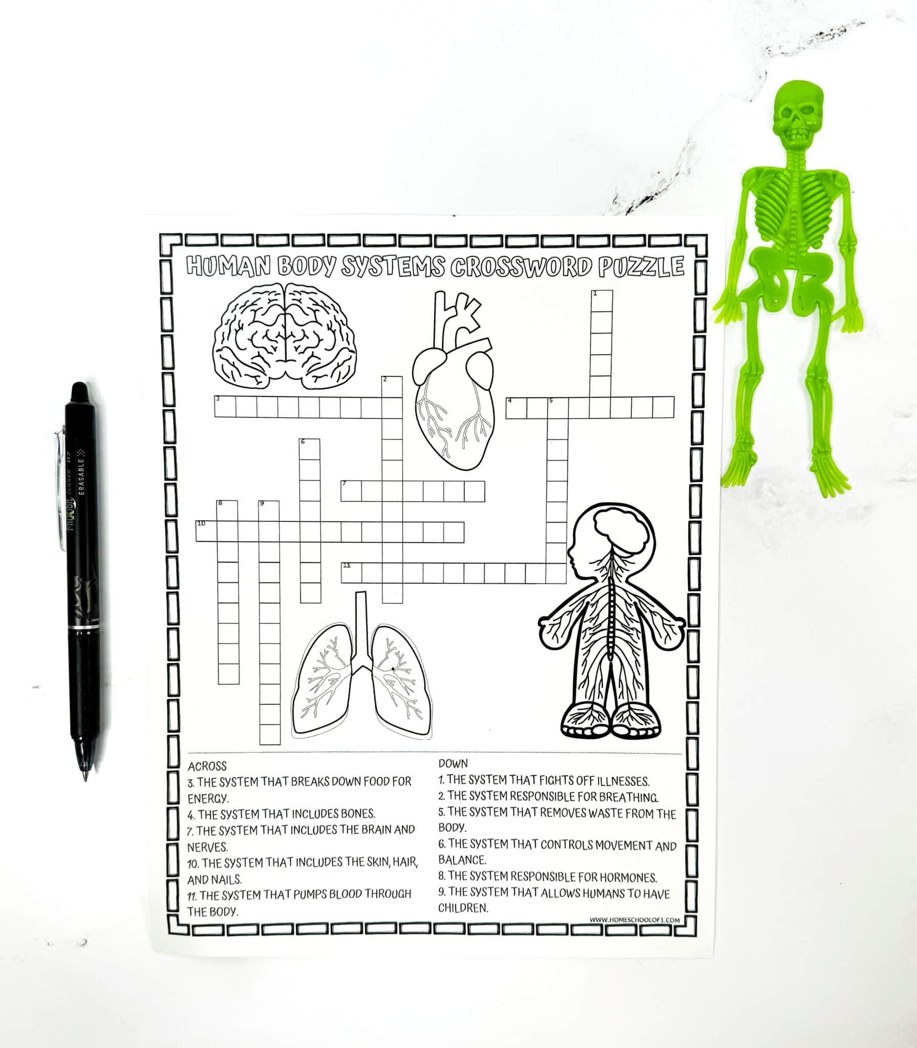 Human Body Systems Crossword Puzzle (Free Printable)