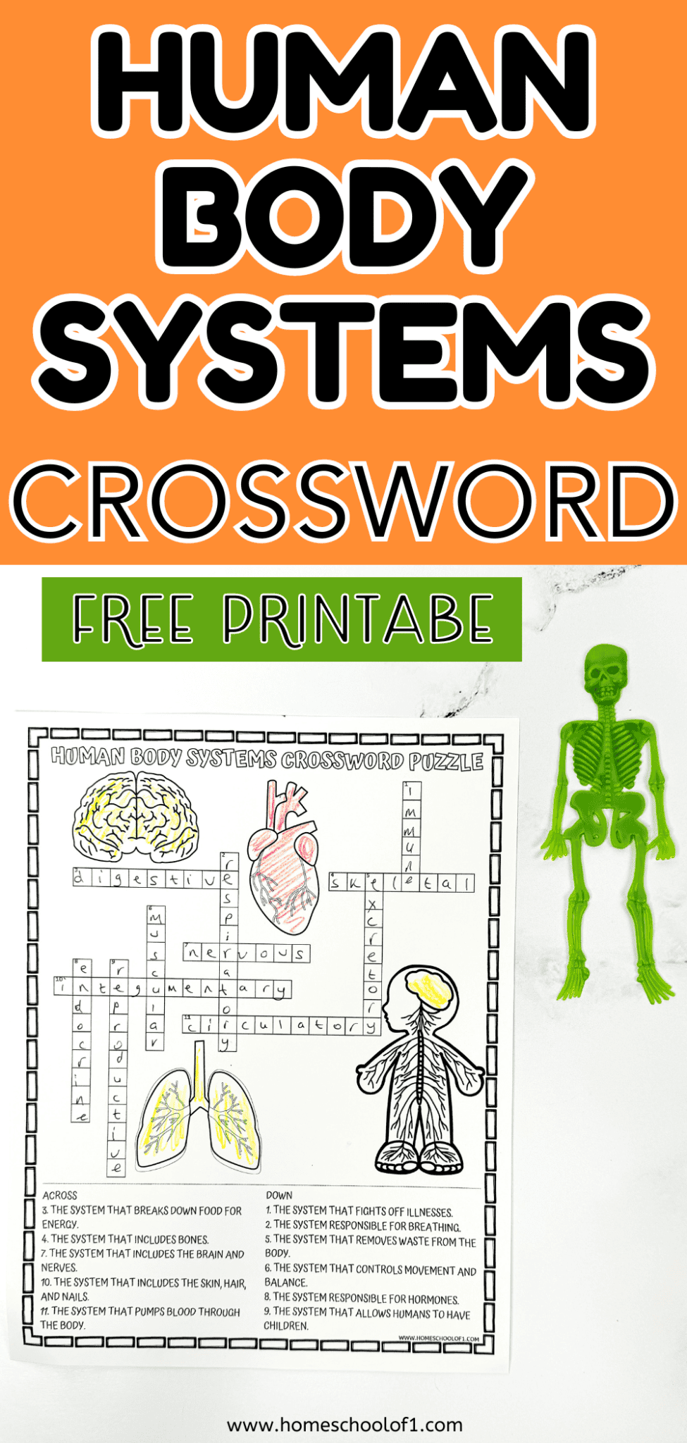 Human Body Systems Crossword Puzzle (Free Printable)