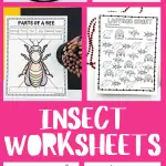 33 Free Insect Worksheets