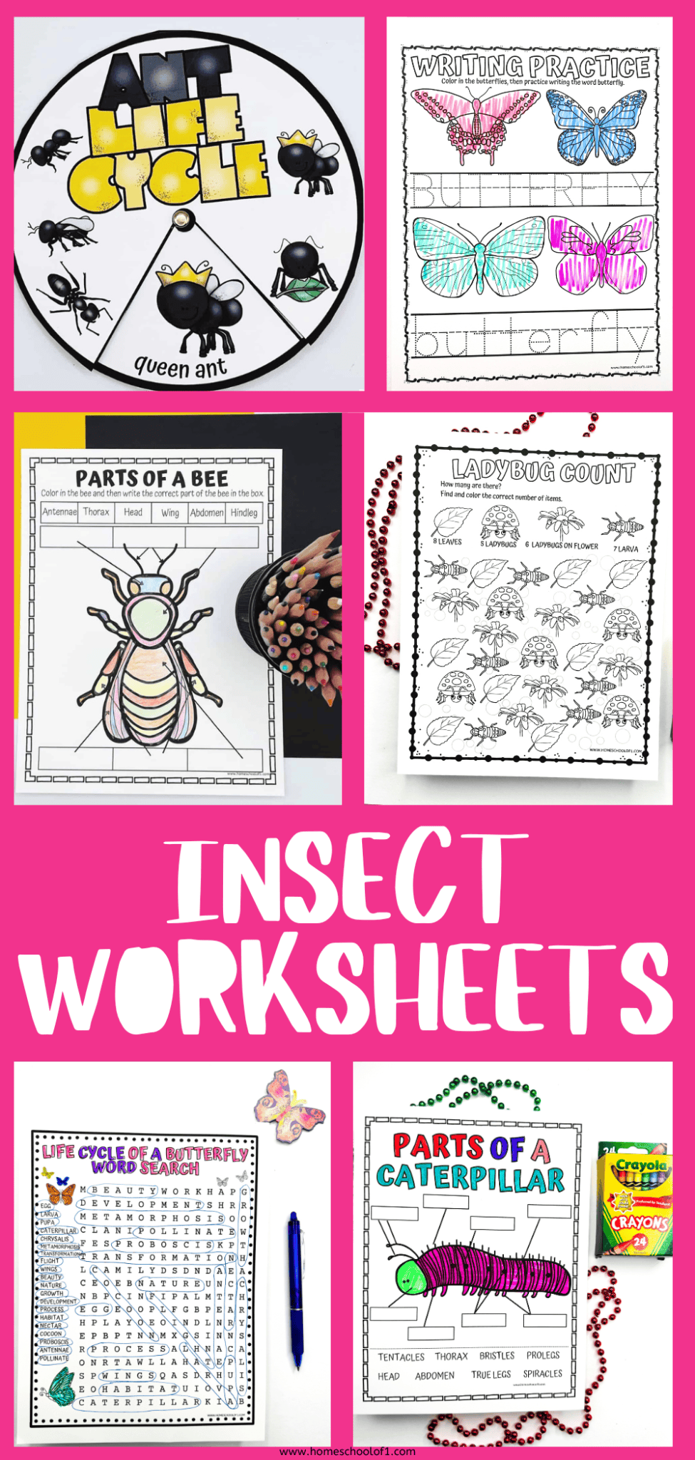 33 Free Insect Worksheets