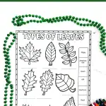 Free Types of Leaves Worksheet