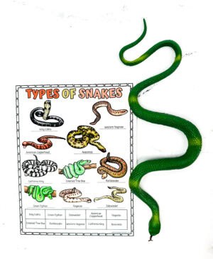 Different Types of Snakes Worksheet (Free Printable)