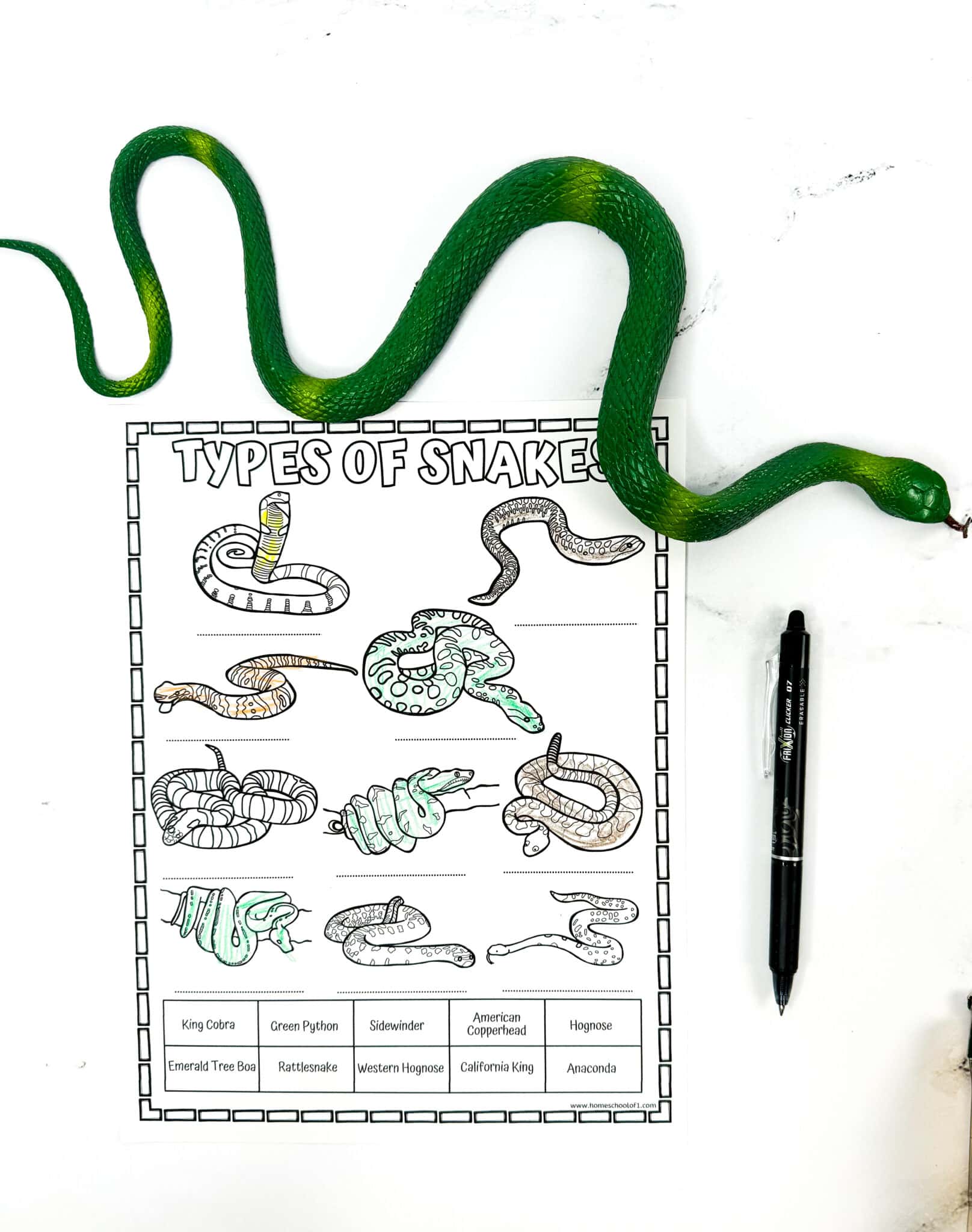 Different Types of Snakes Worksheet (Free Printable)