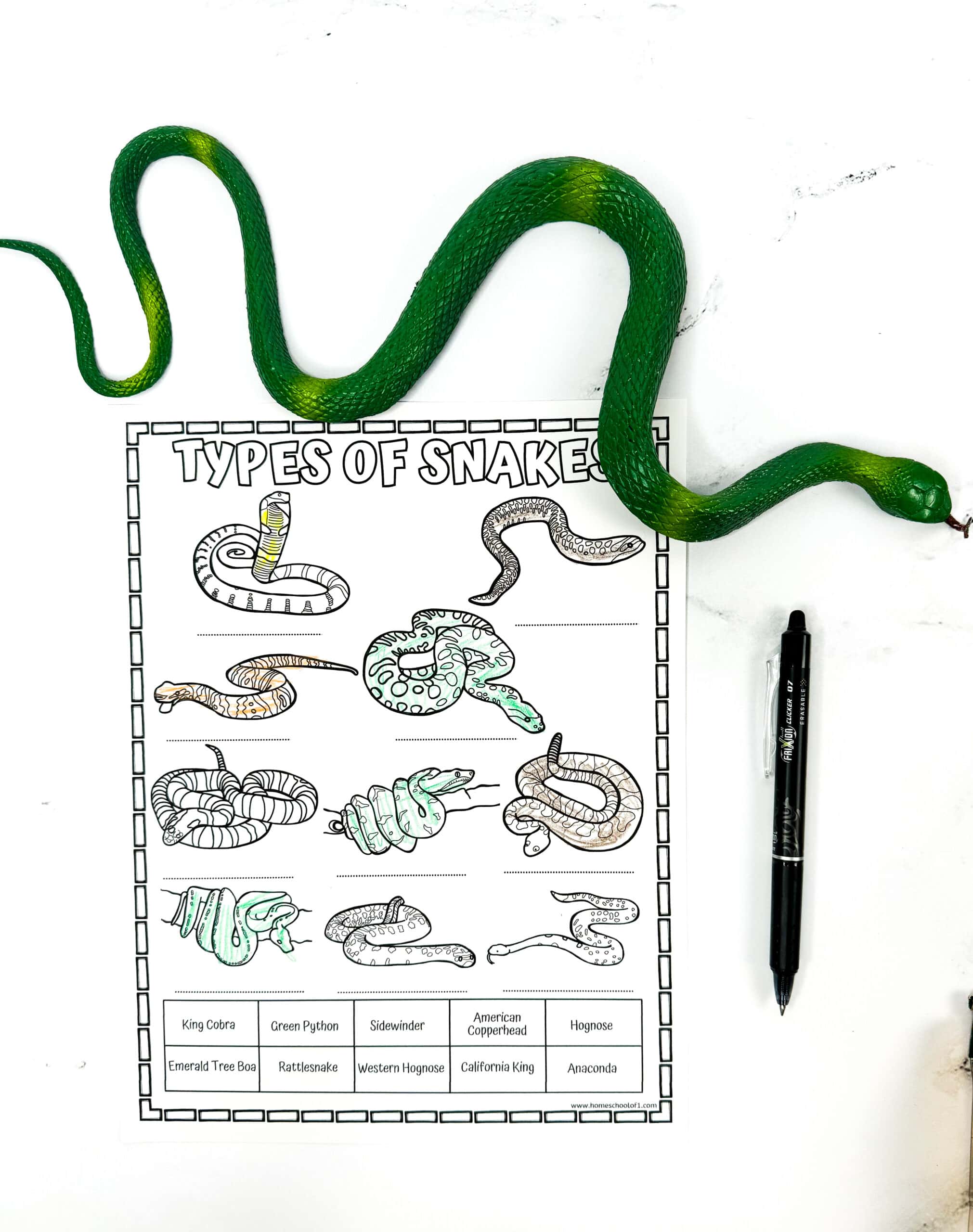 Different Types of Snakes Worksheet (Free Printable)