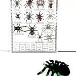 Spider Worksheet for Kids (Identify Different Types of Spiders)