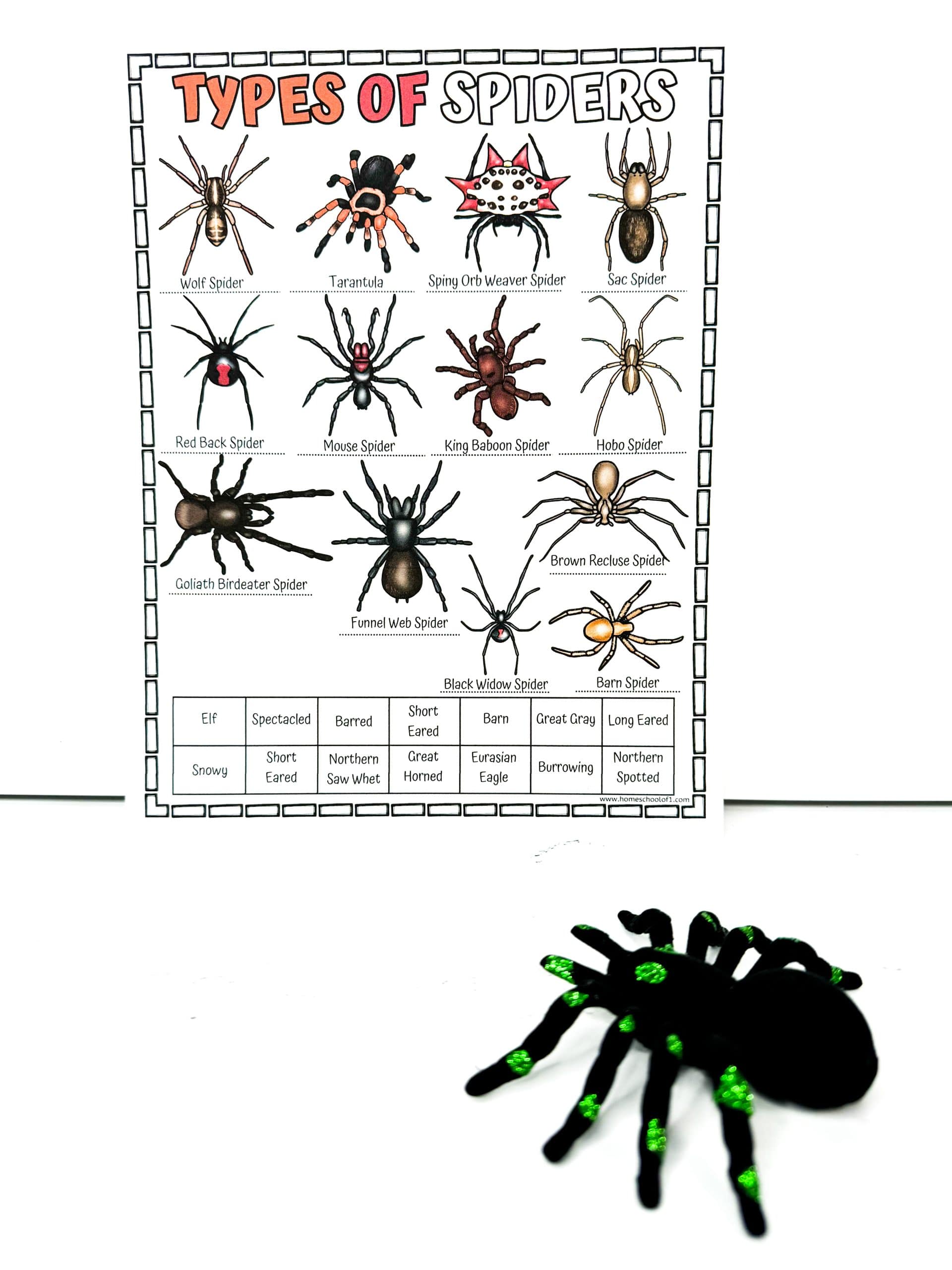 Spider Worksheet for Kids (Identify Different Types of Spiders)