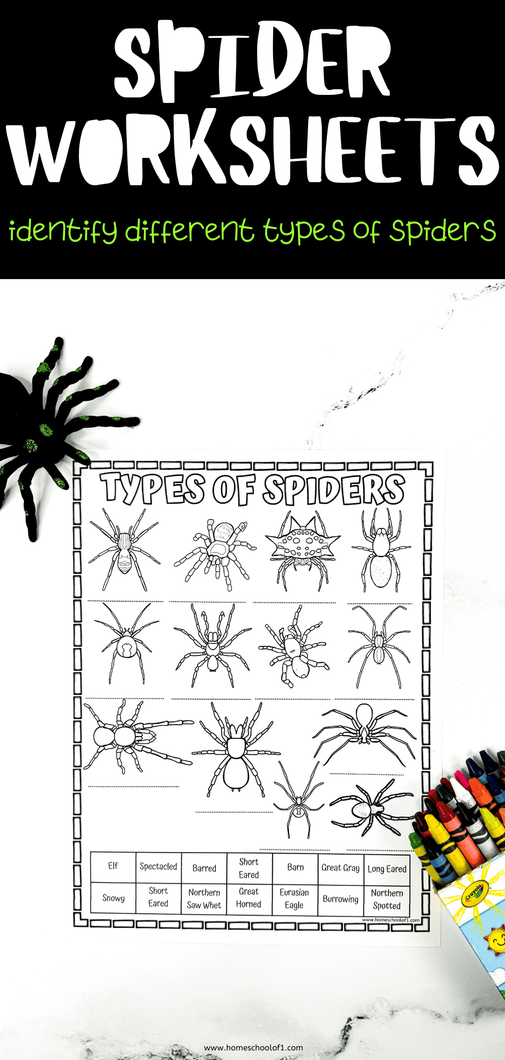 Spider Worksheet for Kids (Identify Different Types of Spiders)