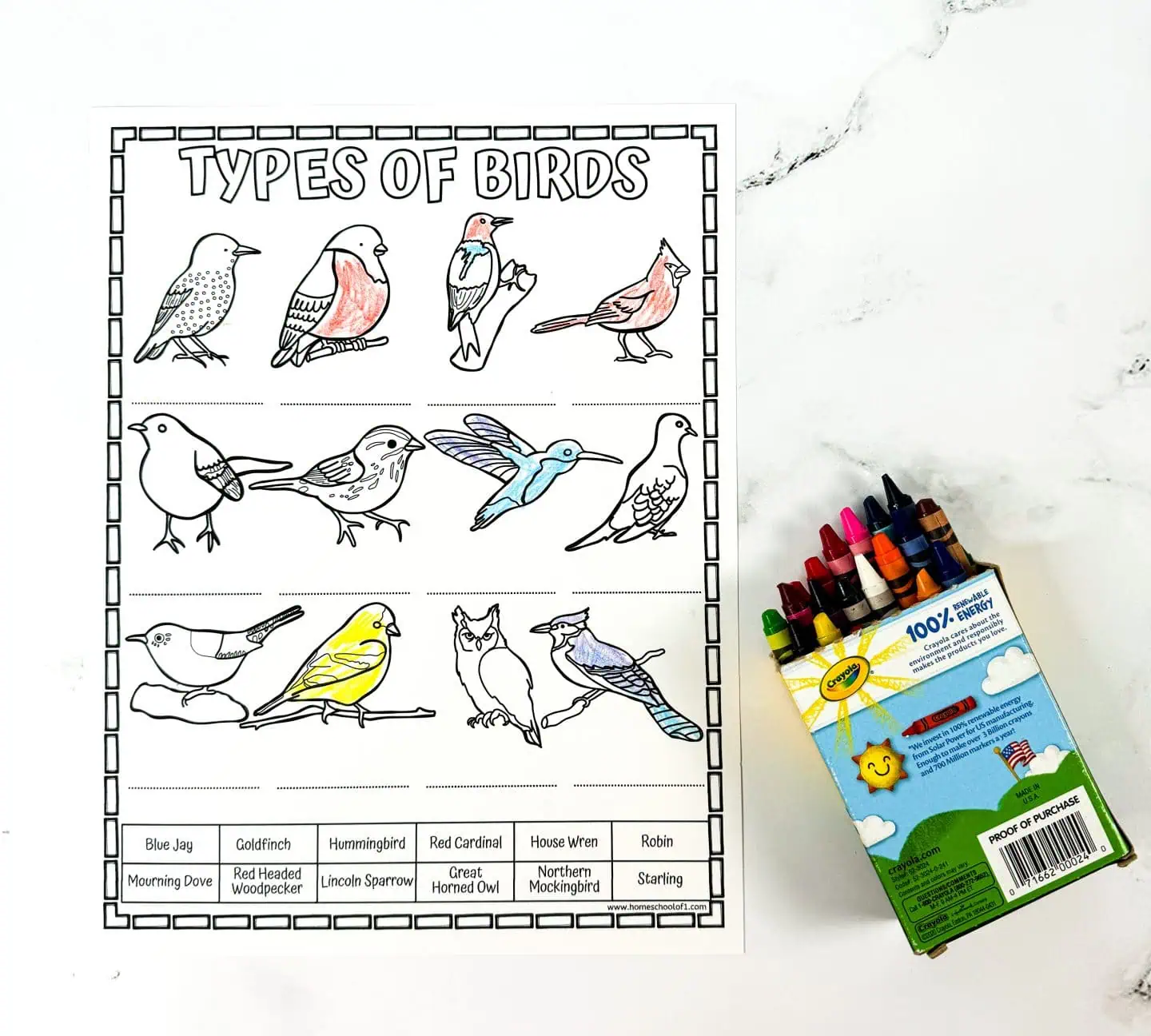 Free Types of Birds Worksheet