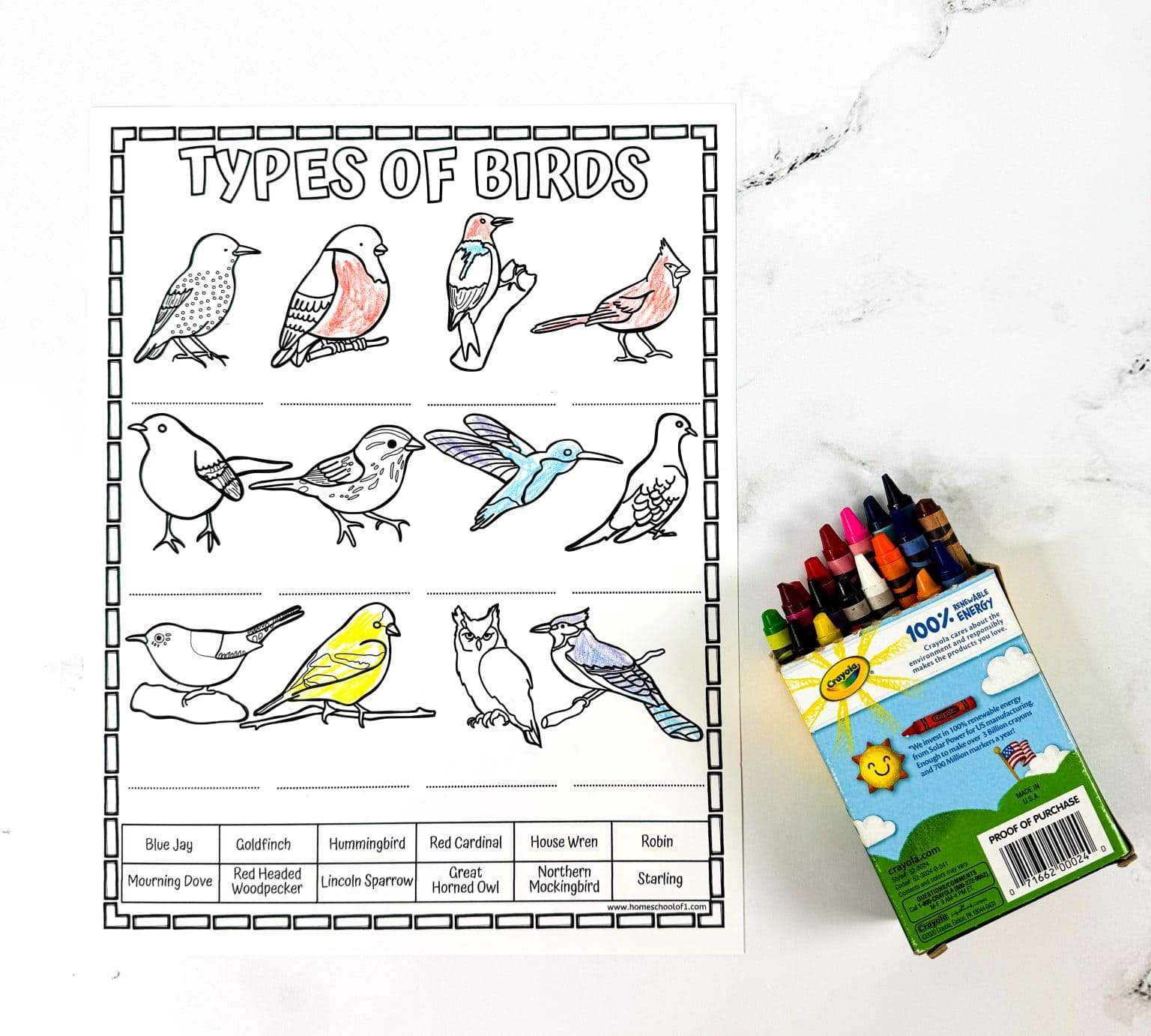 Types of Birds Worksheet (Free Printable Bird Identification Activity)