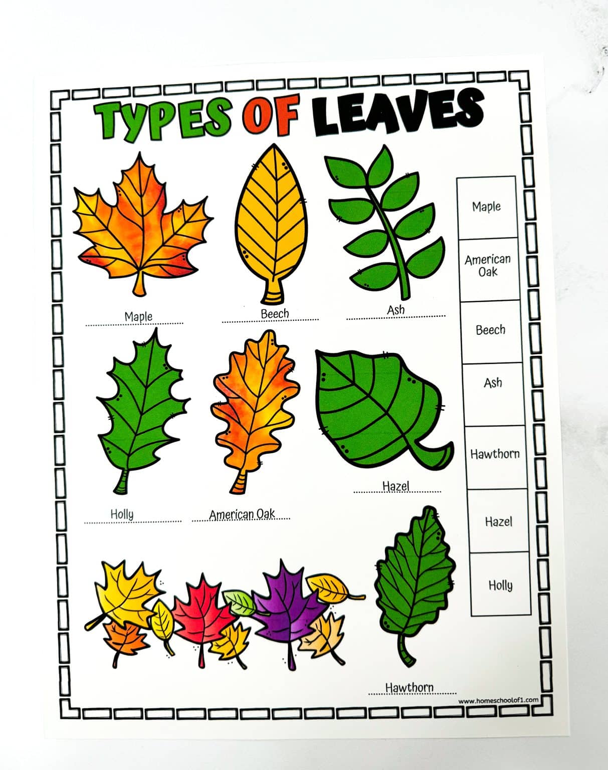 Free Types of Leaves Worksheet