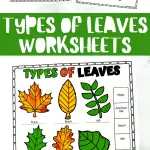 Free Types of Leaves Worksheet
