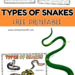 Different Types of Snakes Worksheet (Free Printable)