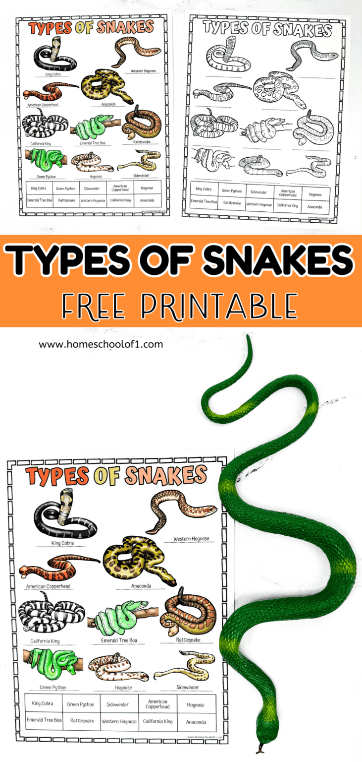 Different Types of Snakes Worksheet (Free Printable)